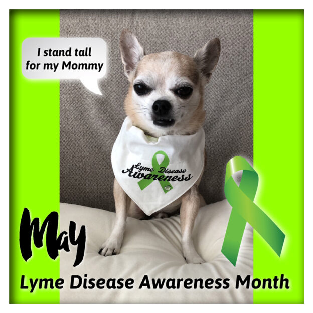 Stories – Life in Lyme Light